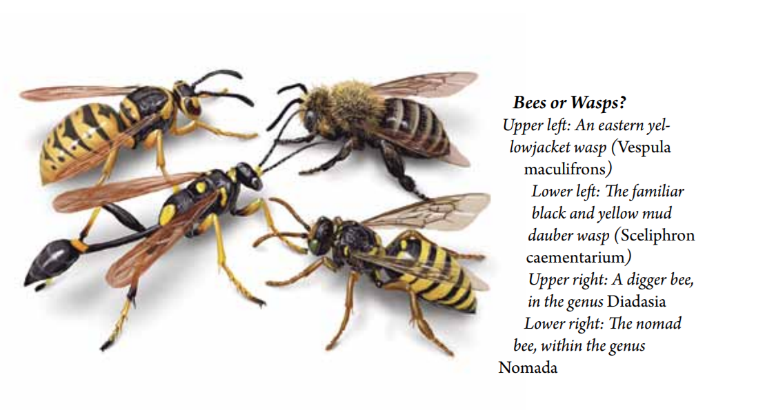 Back To The Basics: Native Bees | Charleston, SC - Official Website